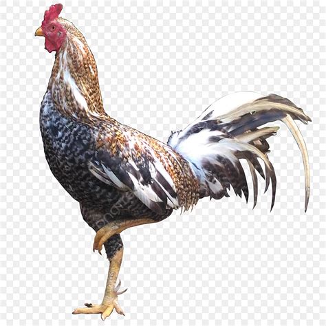 Fondo De Pantalla Del Logotipo De Dientes De Gallo
