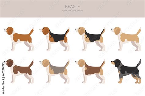 Beagle Clipart Different Coat Colors Set Stock Vector Adobe Stock
