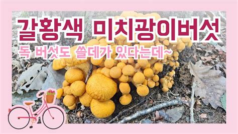 갈황색 미치광이버섯 독버섯도 쓸데가 있다네요 Youtube