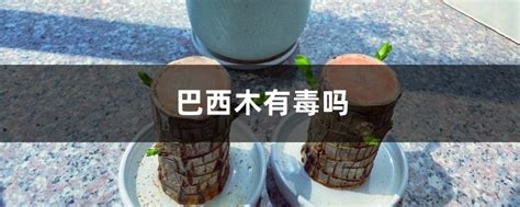 巴西木有毒吗 花百科