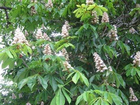 EXOTIC TREES The Trees Flowers Of Whangarei