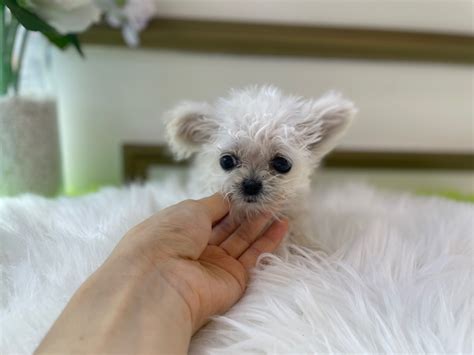 폼말리 라미 코카스파니엘분양가격 폼스키분양가격 폼치분양가격 폼피츠분양가격 푸숑분양가격 고양이분양가격 랙돌분양가격 러시안블루분양가격 먼치킨분양가격 브리티쉬숏헤어분양가격