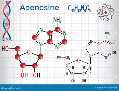 Adenosine Ado Purine Nucleoside Molecule Important Component Of Atp
