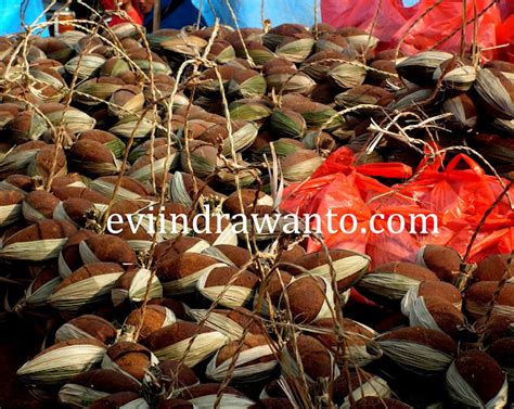 Proses Pembuatan Gula Merah Kelapa Eviindrawanto