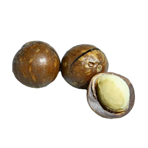 마카다미아 너트 조식 영양물 섭취 맛있는 건강 Png 일러스트 및 이미지 에 대한 무료 다운로드 Pngtree