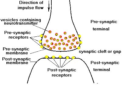 Presynaptic Neuron Vs Postsynaptic Neuron