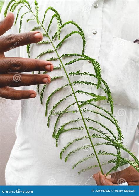 A Man Stands Holding A Branch Of A Tree Stock Image Image Of India White 225949037