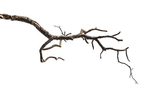 Wooden Branch