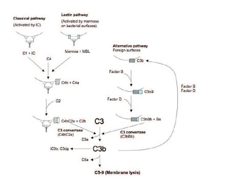 The Complement System Download Scientific Diagram