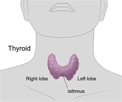 Thyroid Supplements Guide Supplements In Review
