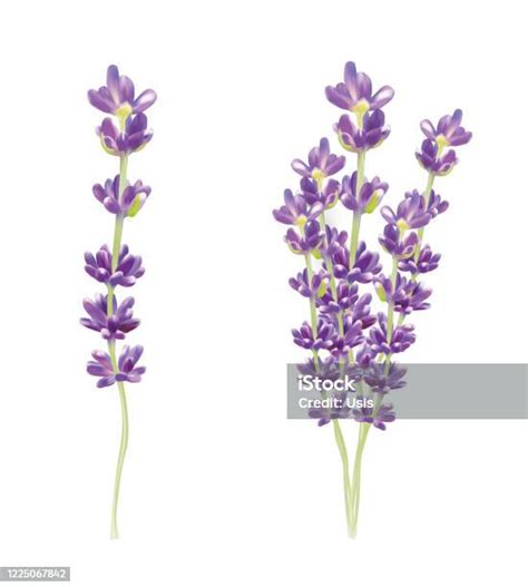 흰색 배경에 격리 된 현실적인 라벤더 아름다운 보라색 꽃입니다 향기로운 다발 라벤더 신선한 컷 꽃입니다 3d 일러스트레이션 0명에 대한 스톡 벡터 아트 및 기타 이미지