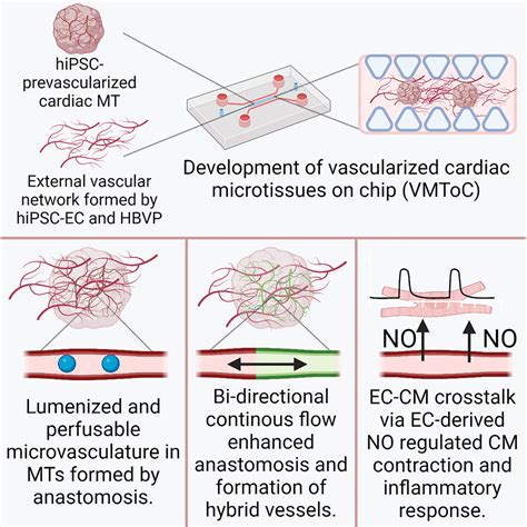 Vascularized Hipsc Derived 3d Cardiac Microtissue On Chip Stem Cell Reports