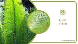 20 Plants That Look Like Palm Trees But Arent The Same Evergreen Seeds