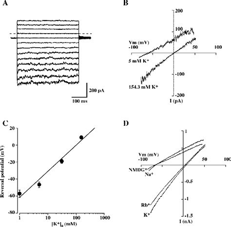 Figure 1 From Atp Dependent Regulation Of Sk4ik1 Like Currents In Rat