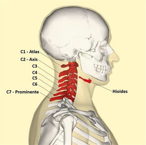 ¿cuántos Huesos Tenemos En El Cuello — Saber Es Práctico Huesos