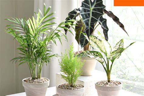 필플랜트 11 독일토분 공기정화식물 마오리소포라 율마 몬스테라 유칼립투스 위시버킷