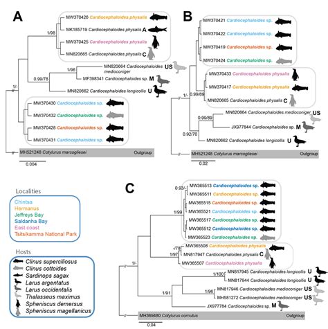 Bayesian Inference Bi Trees Based On The 28s Rdna A Its2 B And