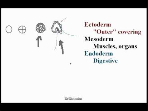 Biolgy Germ Layers Endoderm Mesoderm Ectoderm YouTube
