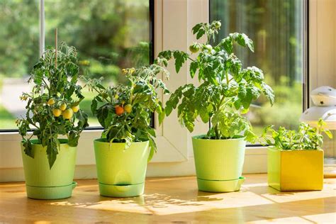 How To Start An Indoor Tomato Garden 2 Easy Methods For Growing