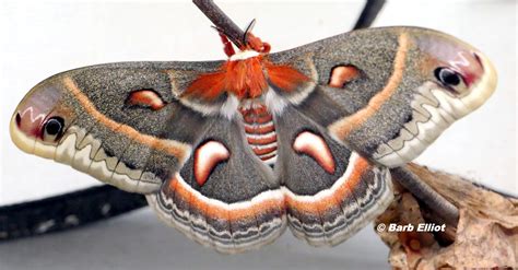 Cecropia Moth Caterpillar