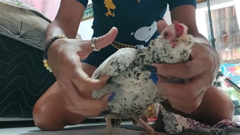 A Cute Chicken YTboob