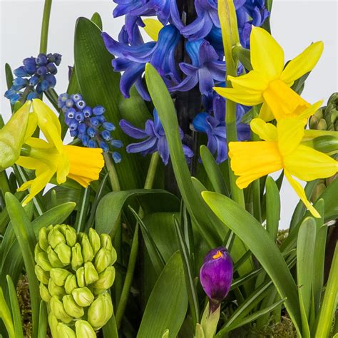 Пролетна идилия