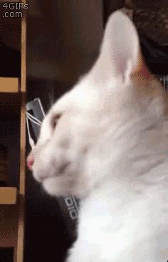 Adorable Lovely Gif WiffleGif