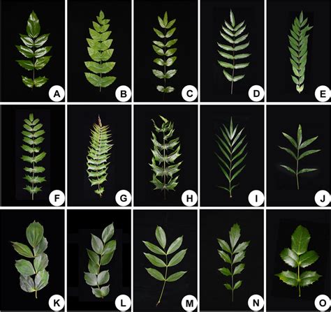 Morphological Variations Of Compound Leaves In Mahonia Am Fordii Bm