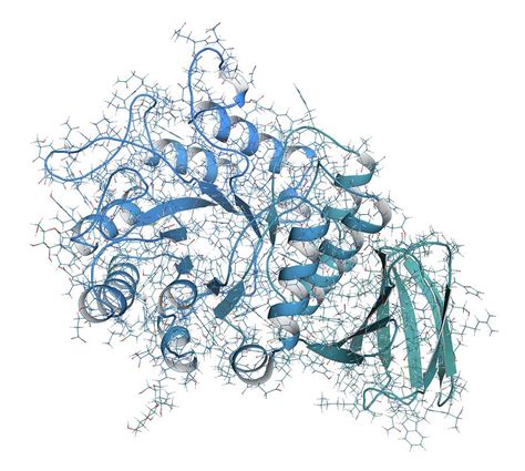 Alpha Galactosidase Enzyme Molecule 3 Photograph By Molekuul Science