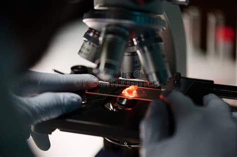 Laboratory Worker Placing Particle Of Meat Under Microscope Stock Image