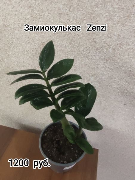 Продаю много разных комнатных растений Отправляю почтой из Белгородской области Сорта и цены