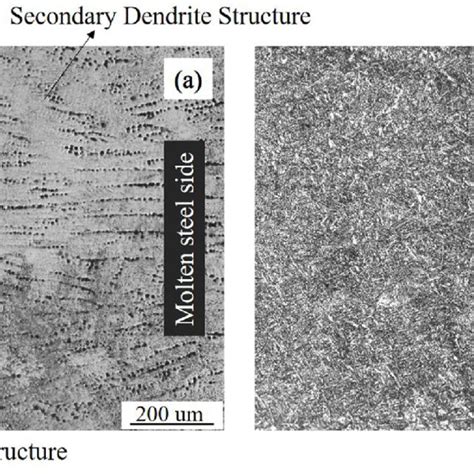 Microstructure Of Strip Cast Sample Solidifying On The Smooth Substrate Download Scientific