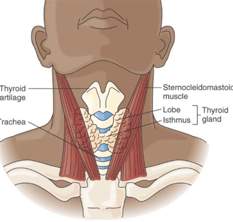 6 Thyroid Disorders Flashcards Quizlet