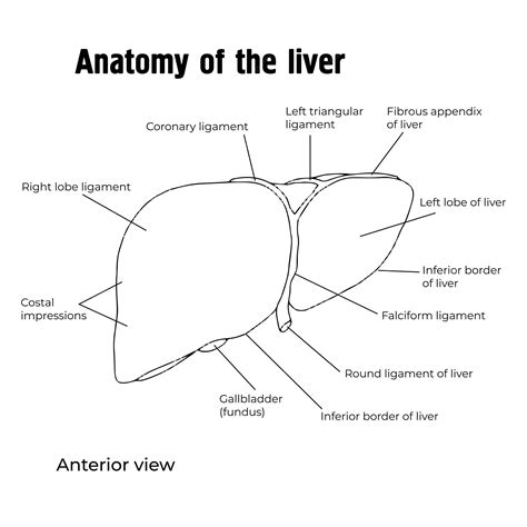 Liver Diagram Black And White
