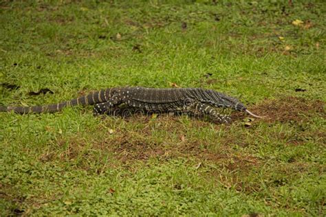 Perentie Goanna Stock Image Image Of Outback Coloured 26188713