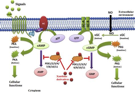 Xanthine Asthma At Nicole Humphreys Blog