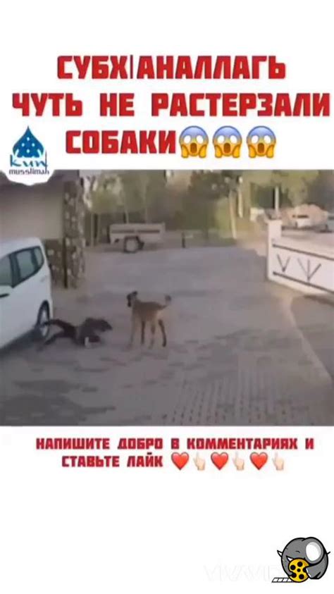 حمله سگ وحشی به دختر بچه فیلو