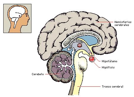 La Endocrinología