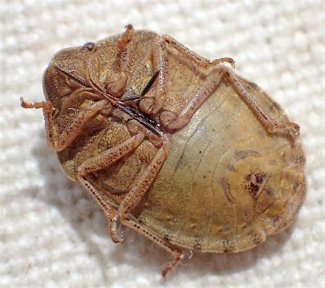 Eurygaster Eurygaster BugGuide Net