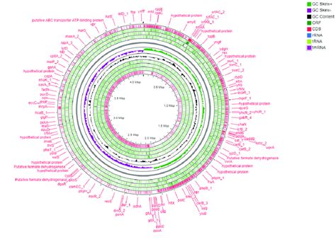 Genome Map Of Bacillus Subtilis Bbv57 A Circular Map Of The Strain