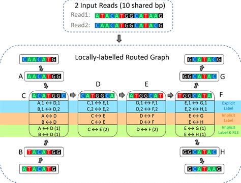 Local Label Routing Example These Reads Share A 10 Base Subsequence Download Scientific