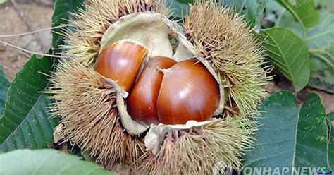 공주시 가족·연인과 알밤줍기 체험하세요