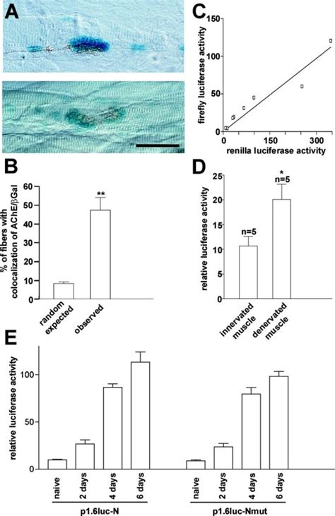 A 21 Kb Nsk2musk Promoter Fragment Confers Spatio Temporal Expression