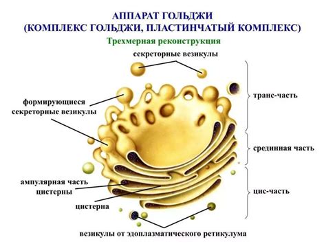 Аппарат Гольджи Лизосомы Вакуоли презентация онлайн