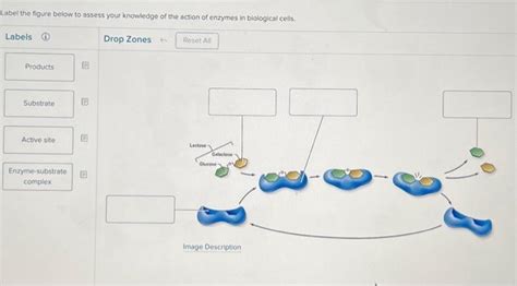 Solved Label The Figure Below To Assess Your Knowledge Of