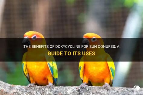 The Benefits Of Doxycycline For Sun Conures A Guide To Its Uses Petshun