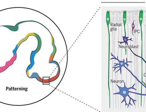Comprehensive Cell Atlas Of The First Trimester Developing Human Brain