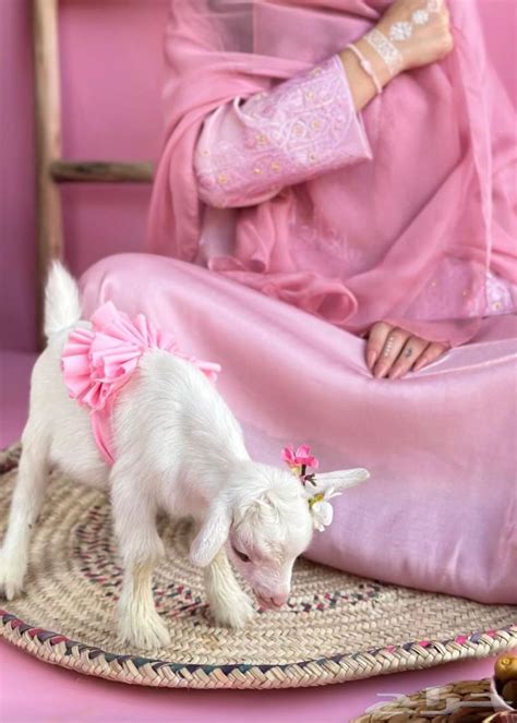 جفرة انثى ماعز قزم بيضاء الماعز القزم الليف وصغي موقع حراج