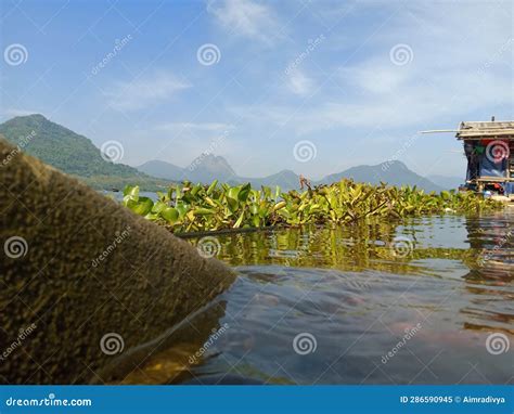 Algae Plants On Jatiluhur Lake The Largest Dam On The Island Of Java