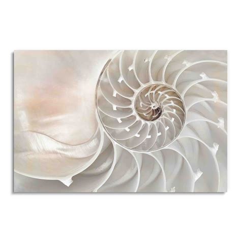 Red Barrel Studio® Seashell Spiral Aquatic Photography Acrylic